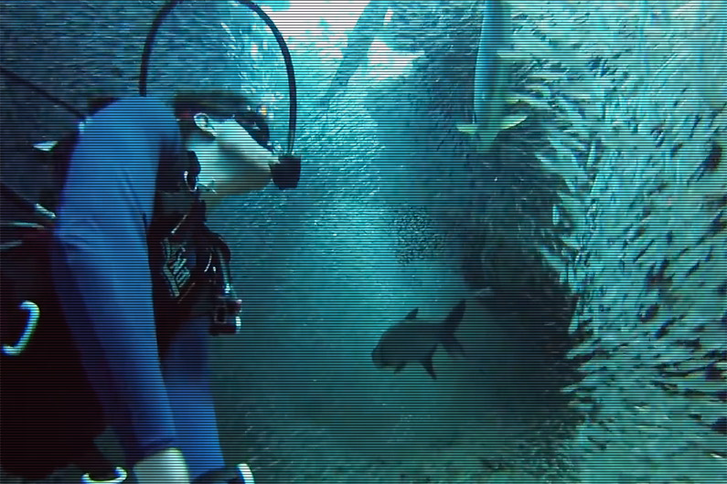 VIDÉO - Il nage au milieu d'un immense banc de poissons