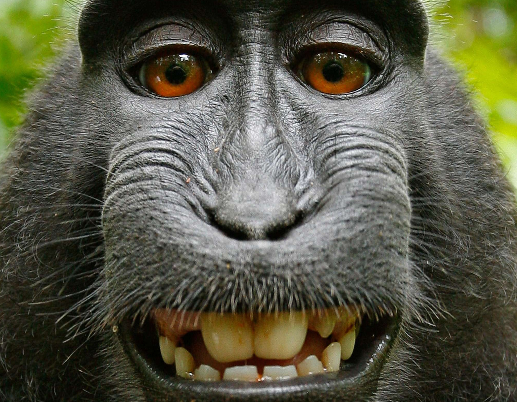 Le macaque qui avait fait un selfie viral va recevoir 25% des droits d ...