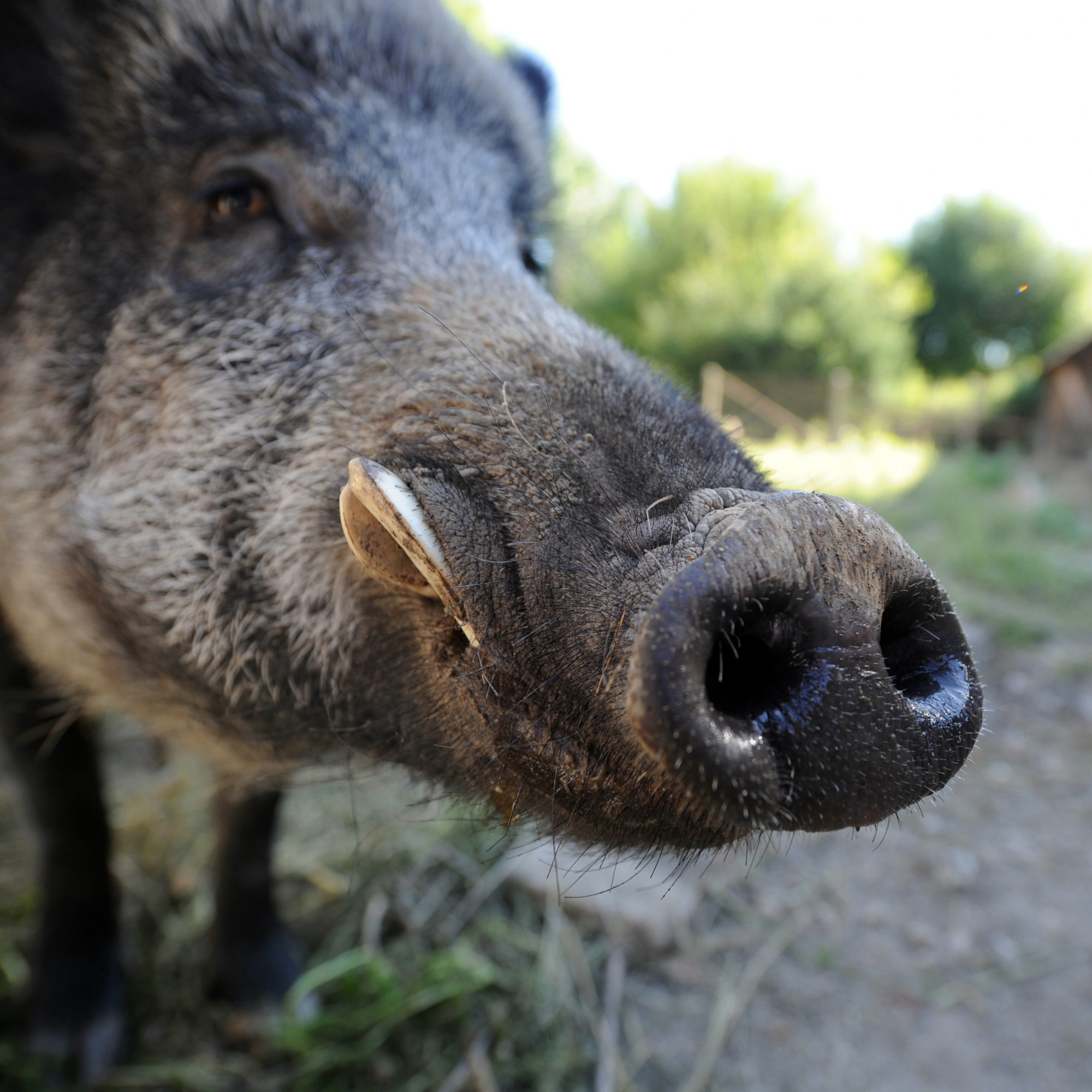 Les infos de 5h - Marseille : des sangliers envahissent une crèche dans ...