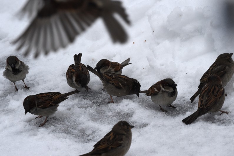 BirdLab, l'application qui permet d'étudier le comportement des oiseaux ...