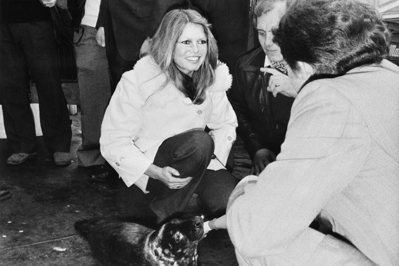 Comment Brigitte Bardot a quitté le cinéma pour se consacrer à la ...