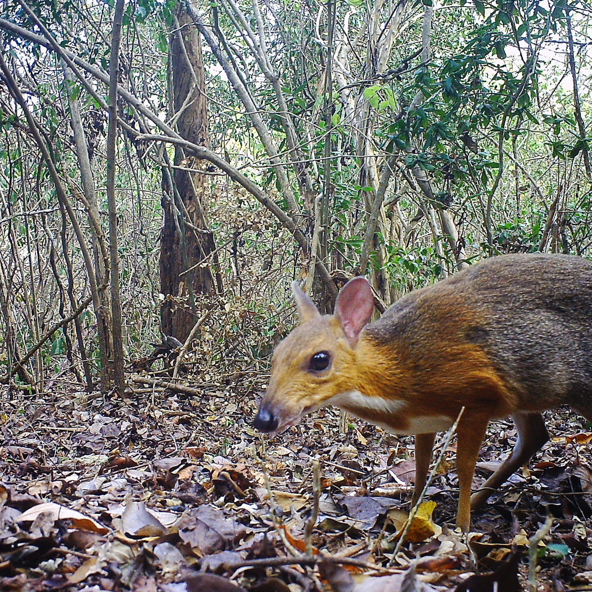 Un chevrotain, animal que l'on croyait quasi disparu, redécouvert au ...