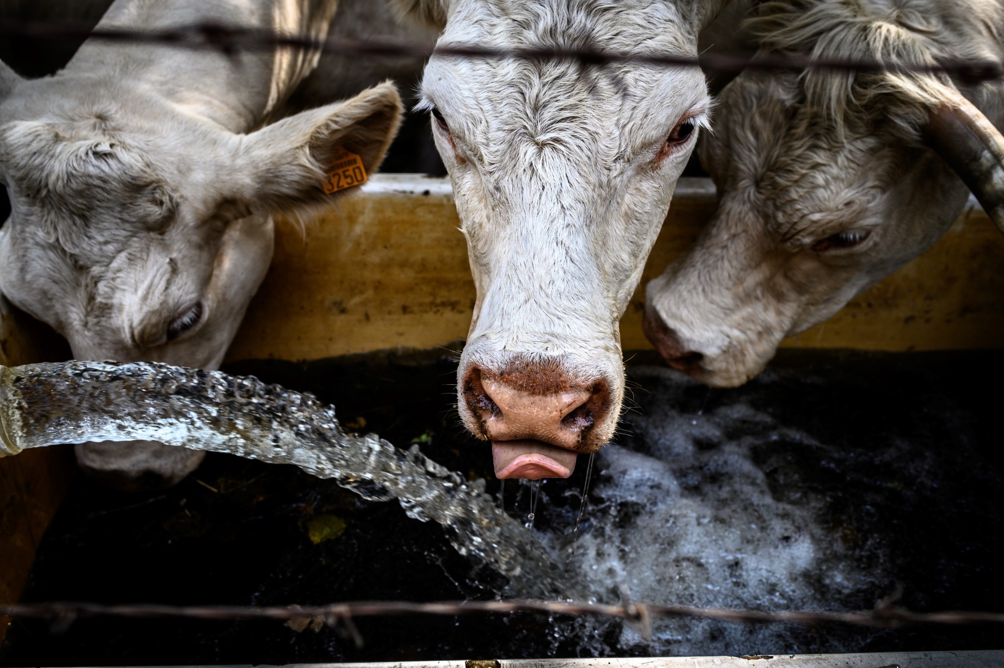 VIDÉO - L214 dévoile des images choquantes de veaux battus, isolés et ...
