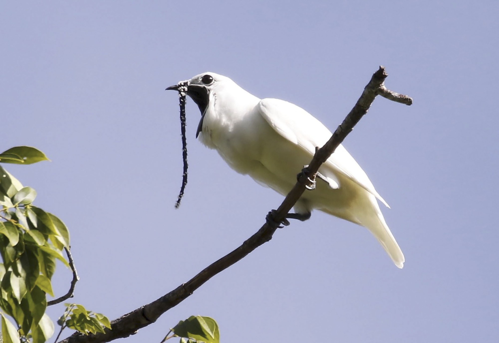 Faune : l'araponga blanc désigné l'oiseau le plus bruyant du monde