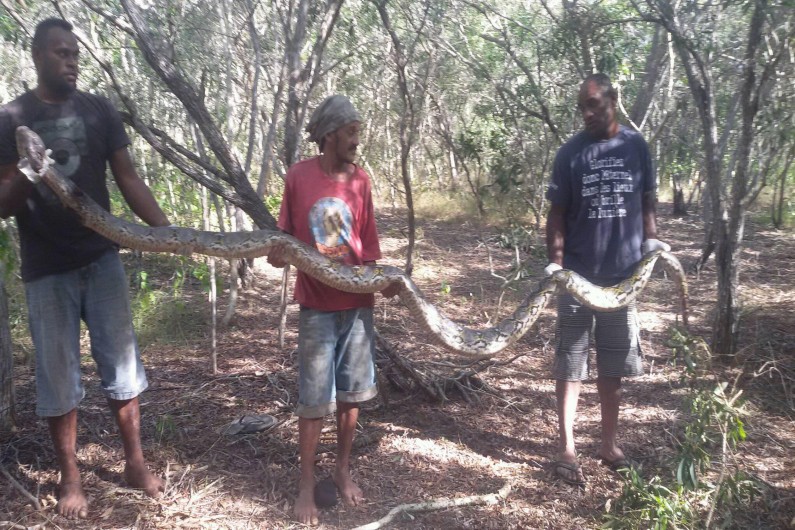 Nouvelle-Calédonie : un python de 4 mètres découvert dans la forêt