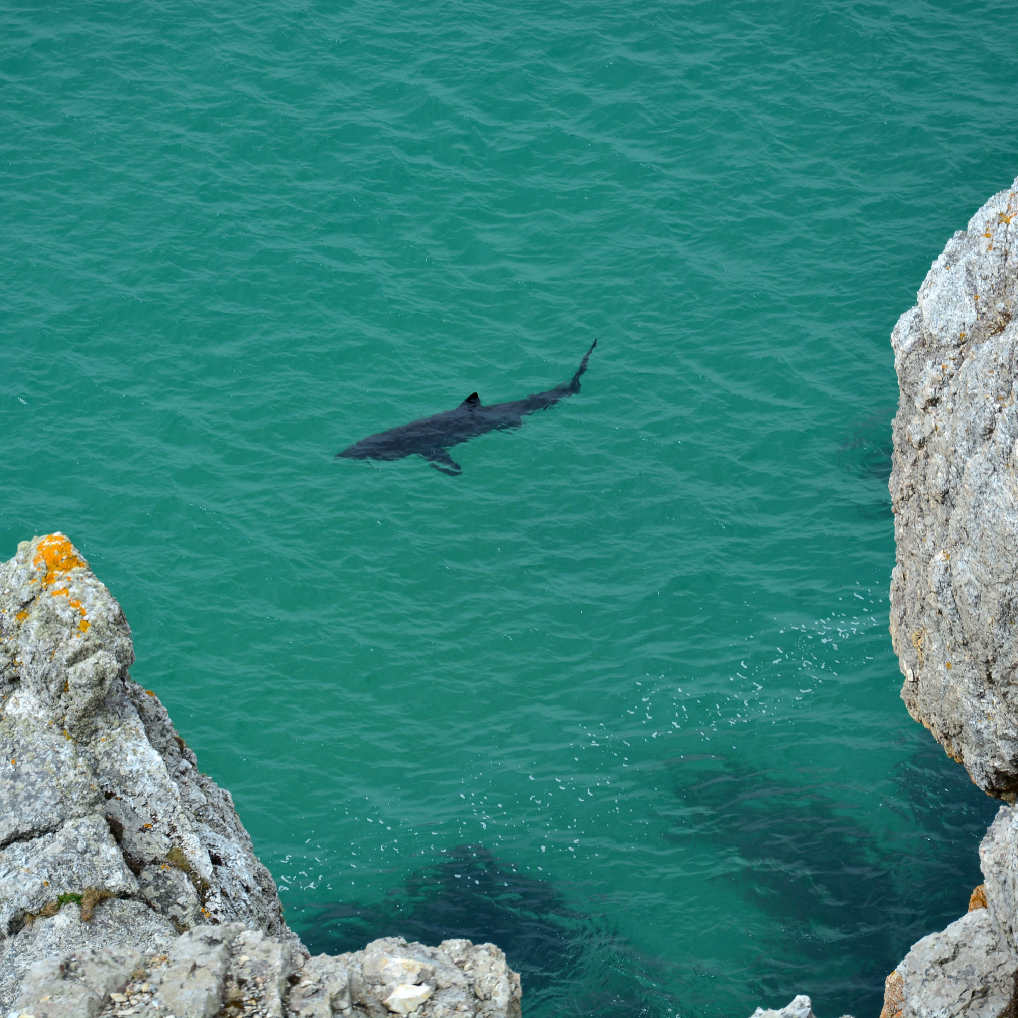 Palavas-les-Flots : un pêcheur découvre un bébé requin bleu dans ses filets