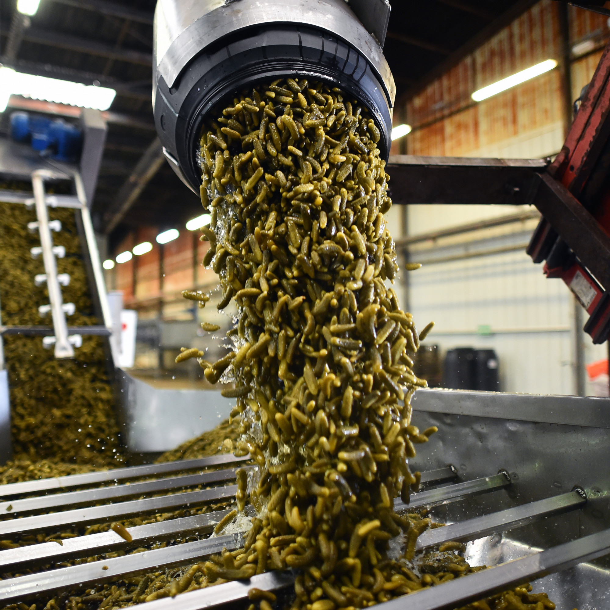 Reitzel : producteur de cornichons français