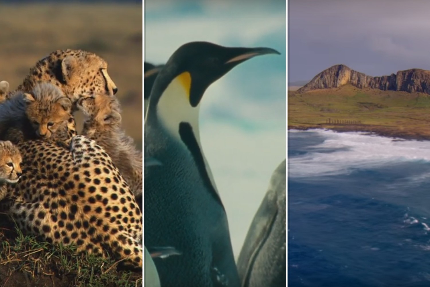 VIDÉO - "Océan", "Félins", "Home"... Ces 8 films qui magnifient la ...