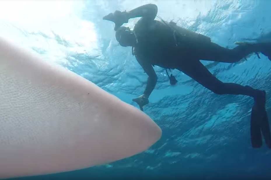 VIDÉO - Un ver de mer géant de 8 mètres découvert en Nouvelle-Zélande