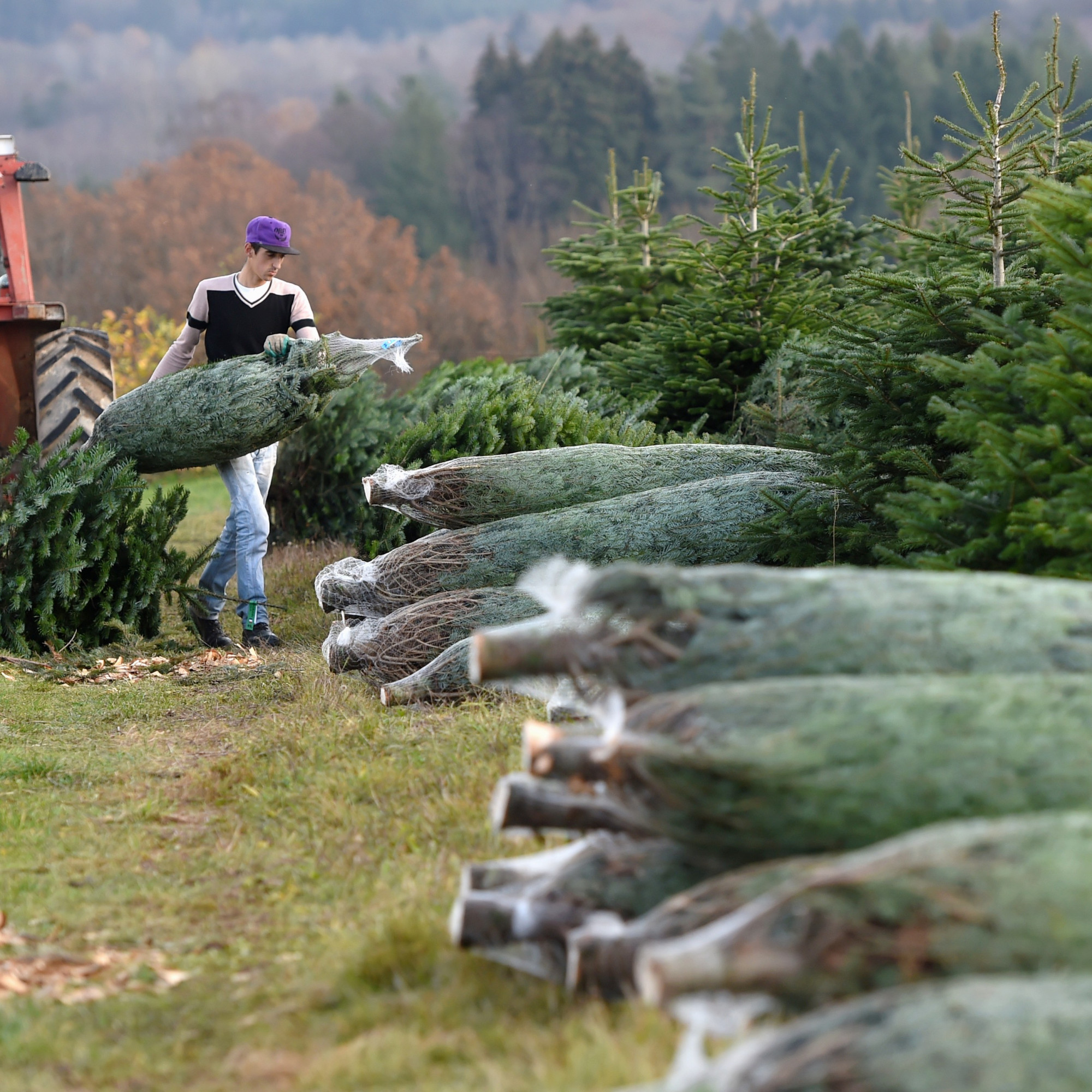 Noël : le sapin Label Rouge, un conifère made in France plus respectueux
