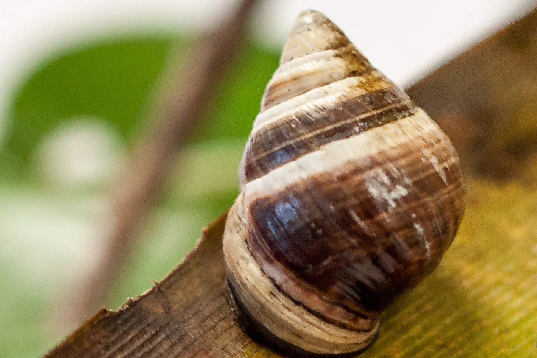 Hawaï : George, dernier escargot de son espèce, est mort