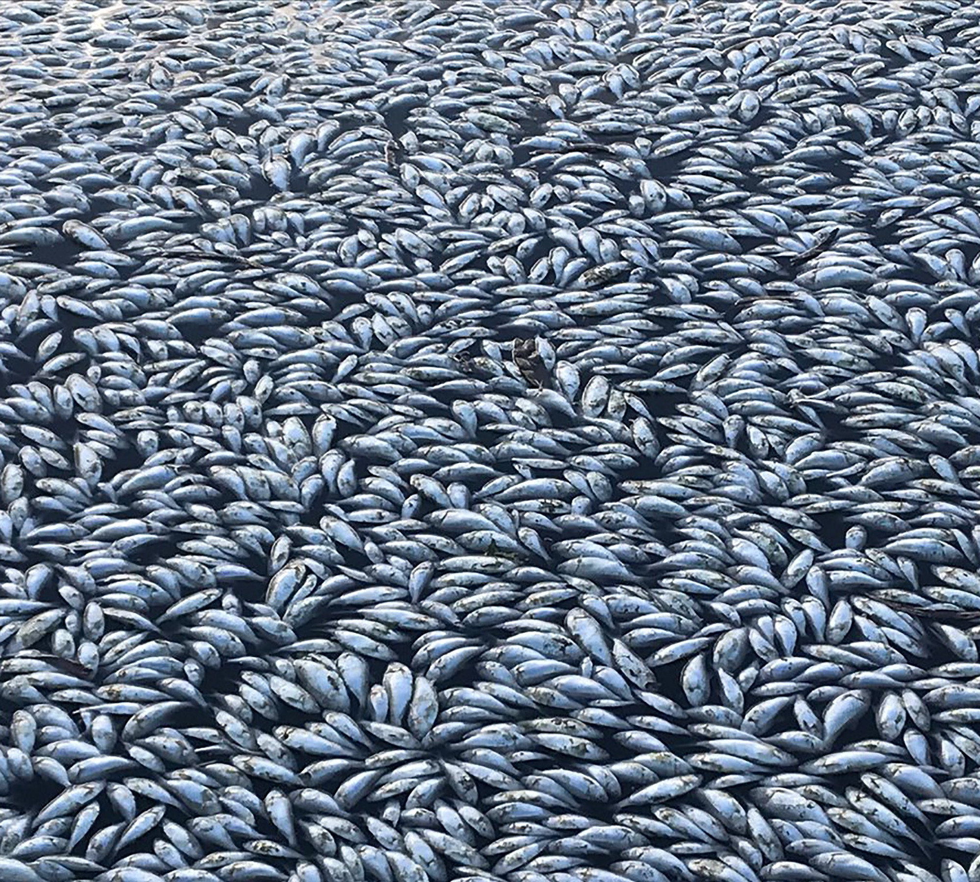VIDÉO - Pourquoi des milliers de poissons ont-ils été retrouvés morts ...