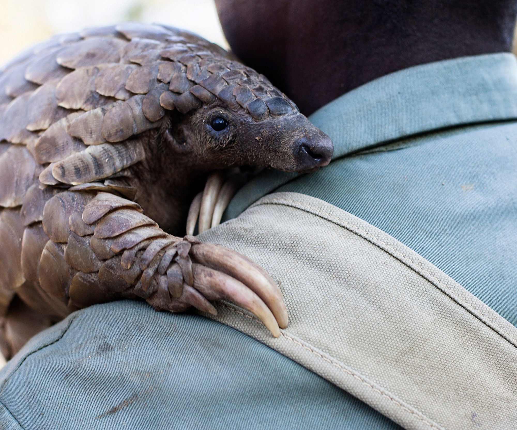 VIDÉO - Le zoo de Chester diffuse de rares images de pangolins géants