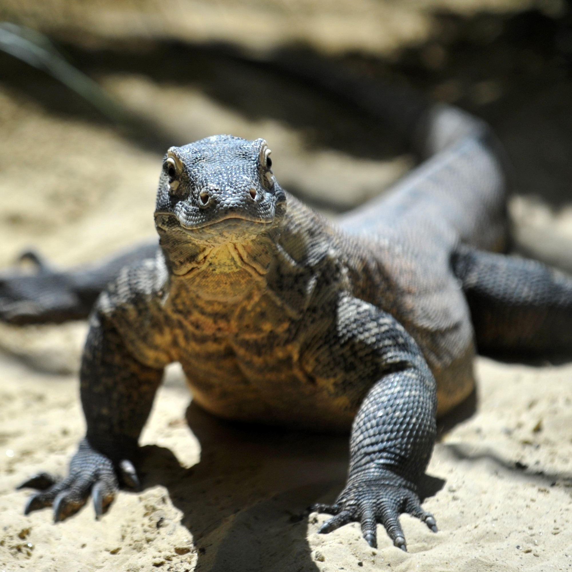 Indonésie : des dragons de Komodo vendus sur Facebook