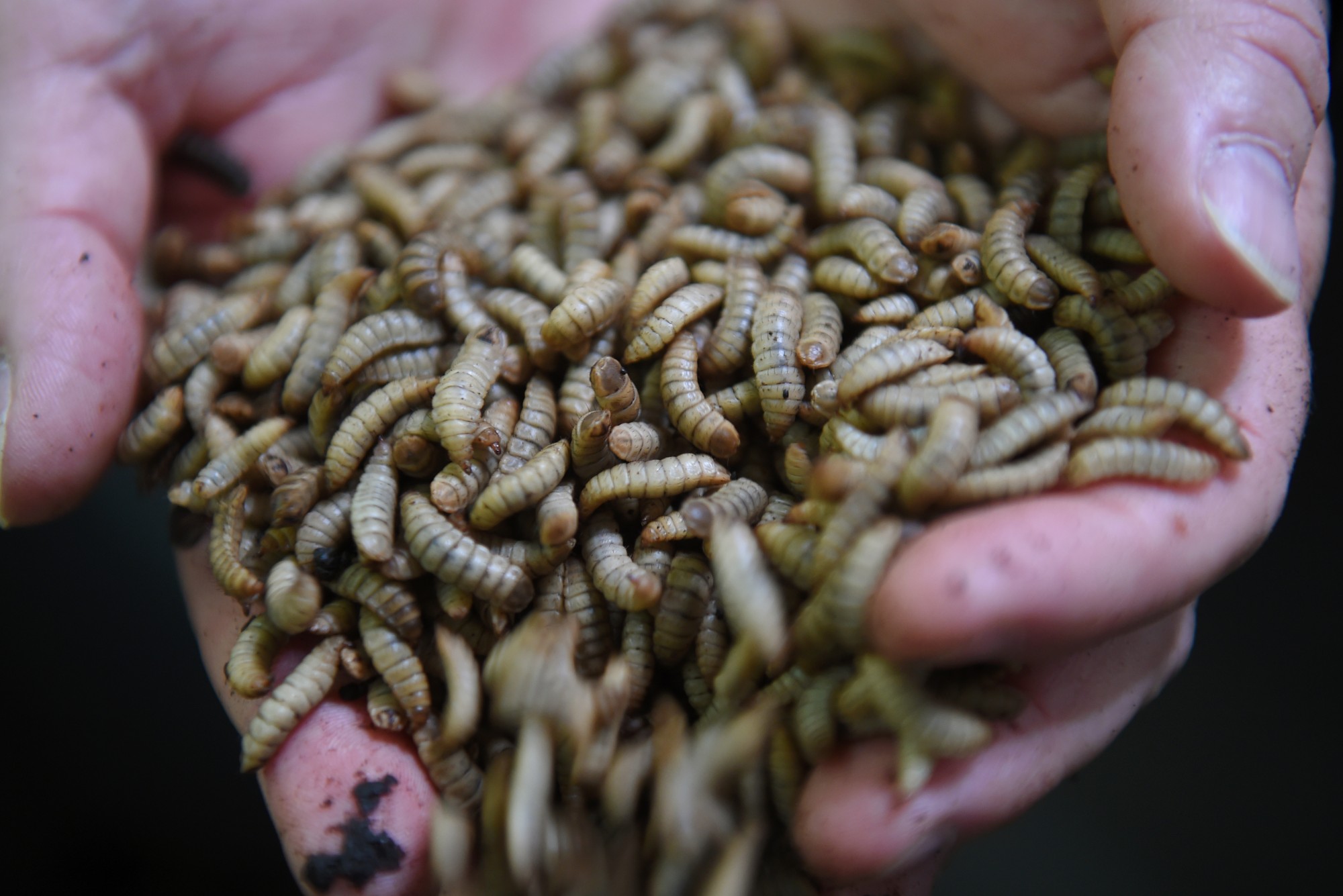 La plus grande ferme d'insectes au monde va ouvrir près d'Amiens