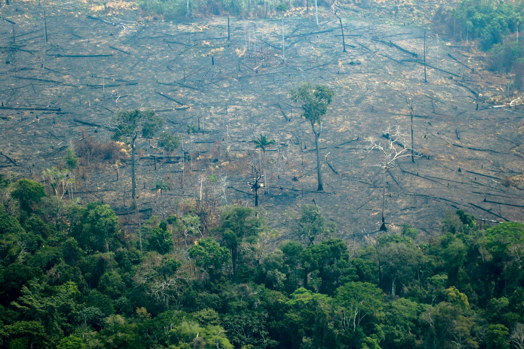 Peut-on sauver la forêt Amazonienne