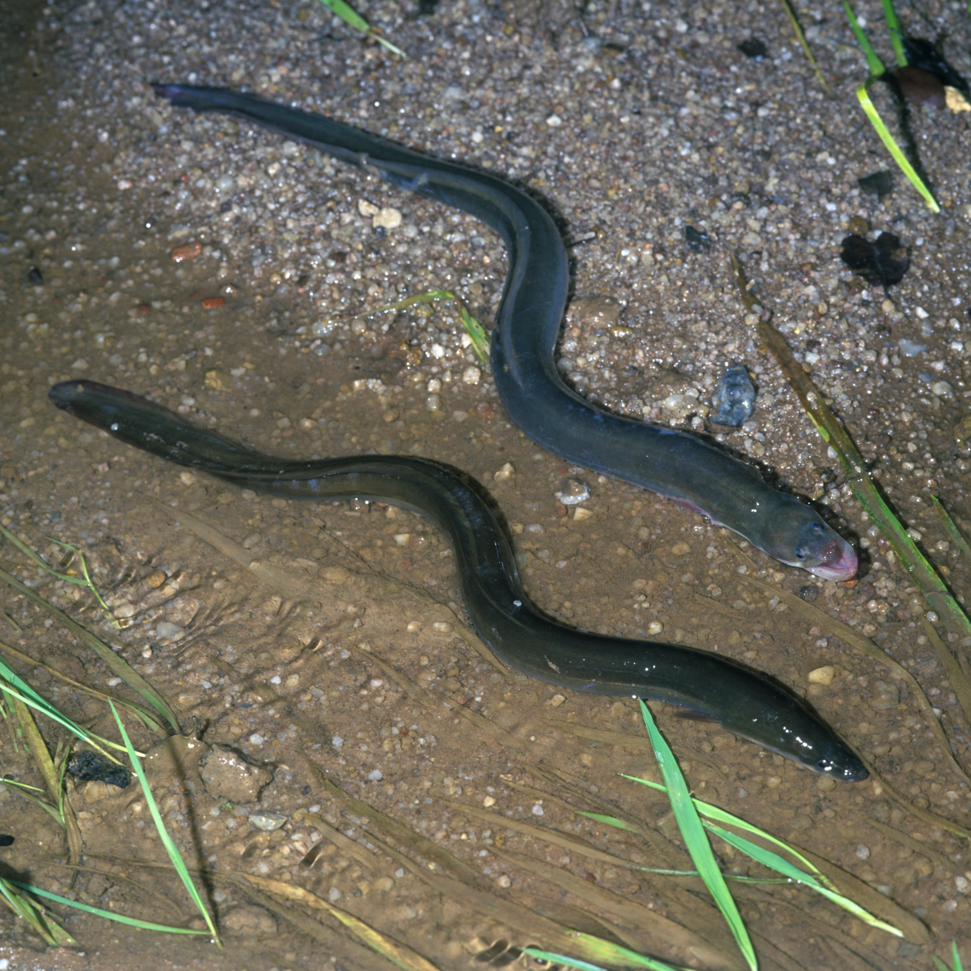 L'incroyable parcours des anguilles, entre rivières et mers