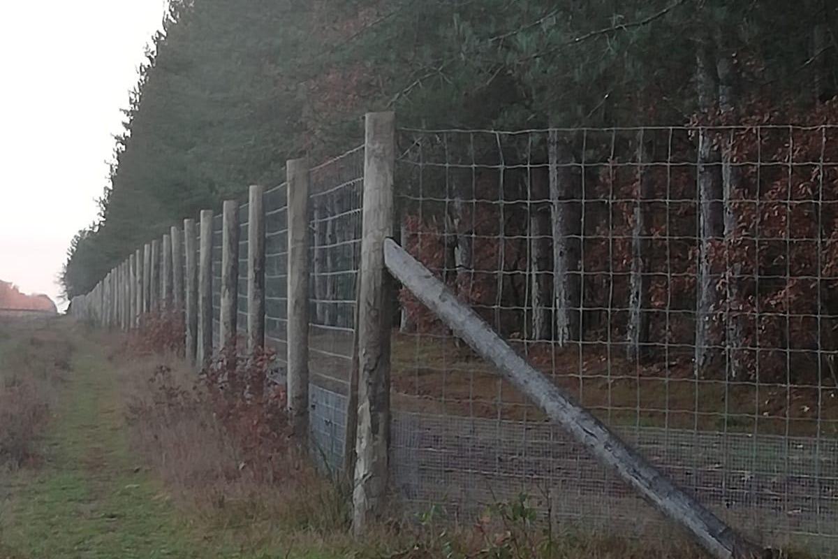 Chasse : l'engrillagement des forêts de Sologne fait polémique
