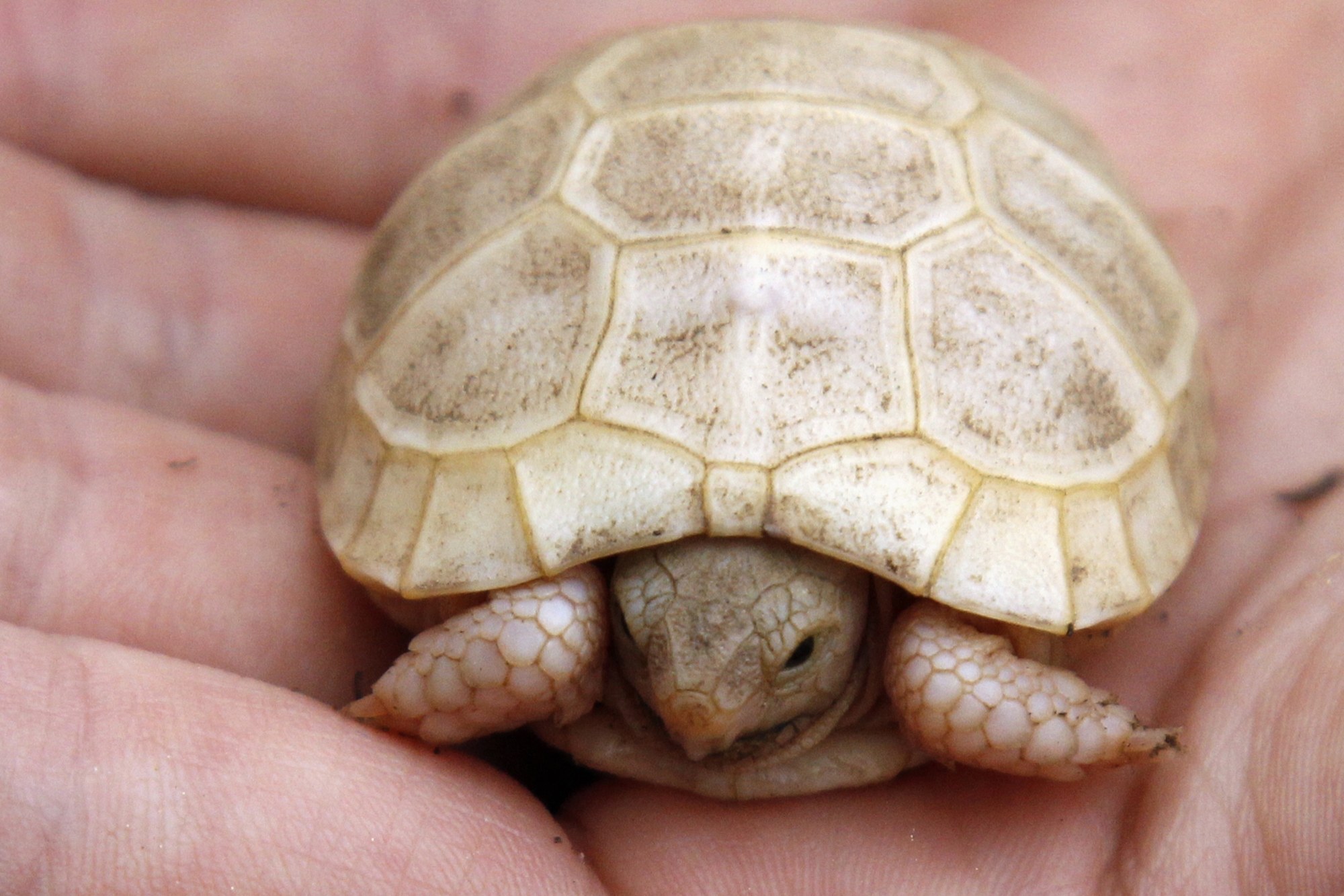 Australie : un nouveau-né de tortue albinos repéré, un phénomène très rare