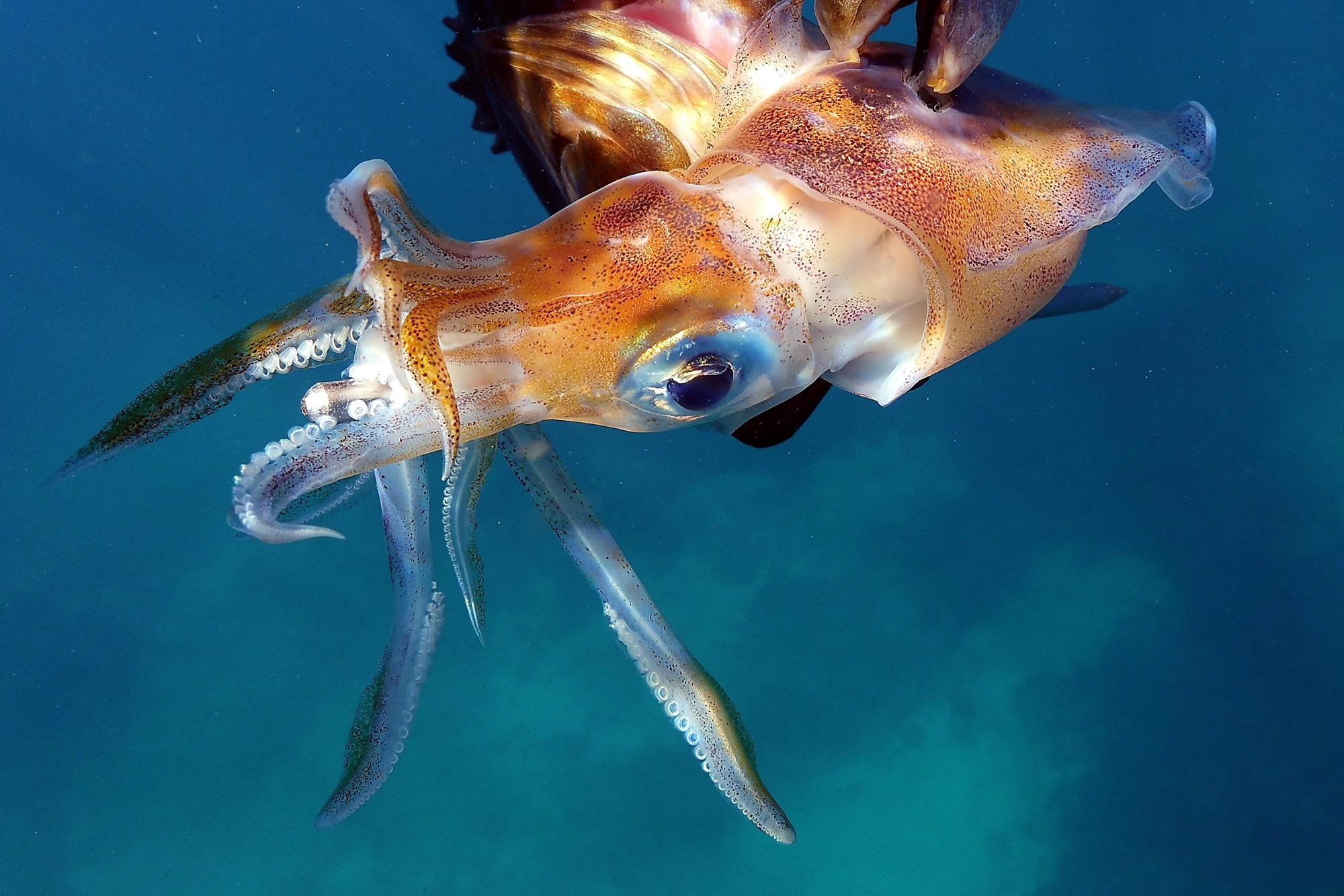 Espace : pourquoi des calamars sont envoyés dans la Station spatiale ...