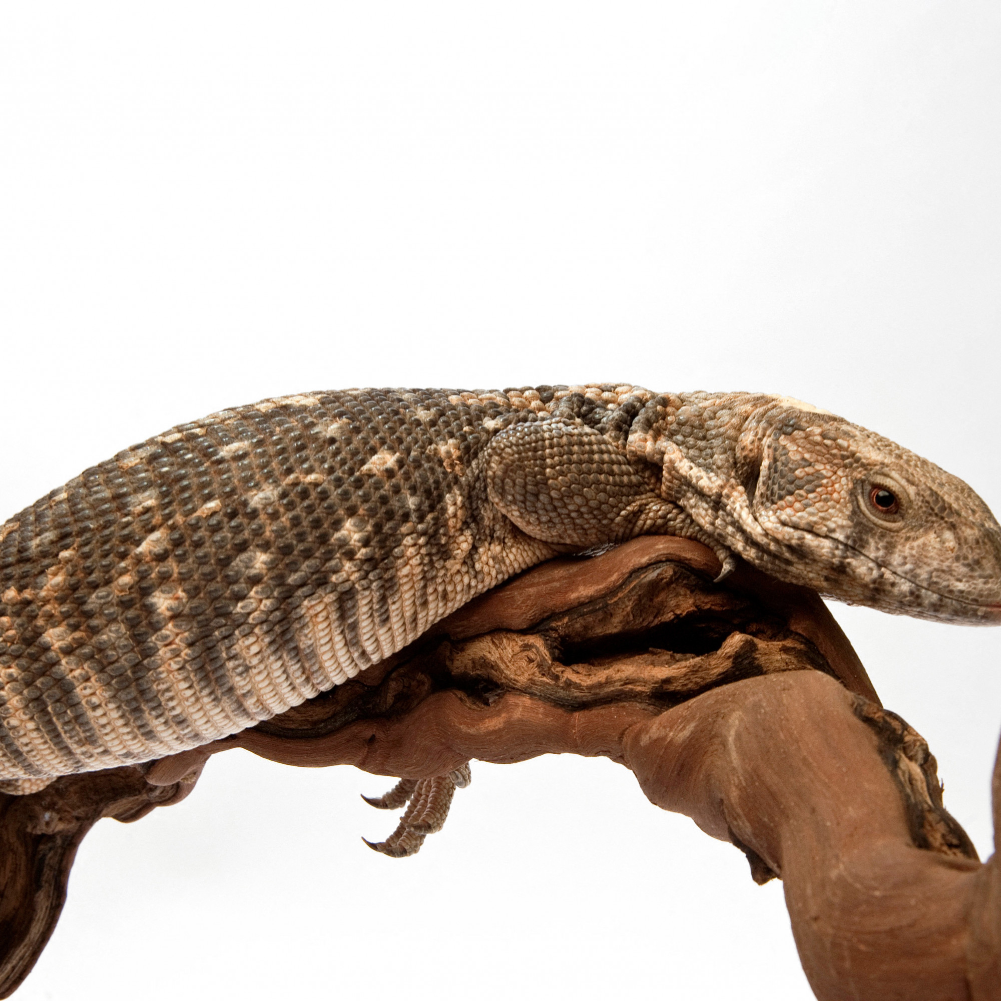 Lot : dans un zoo, la naissance exceptionnelle d'un bébé reptile sans père