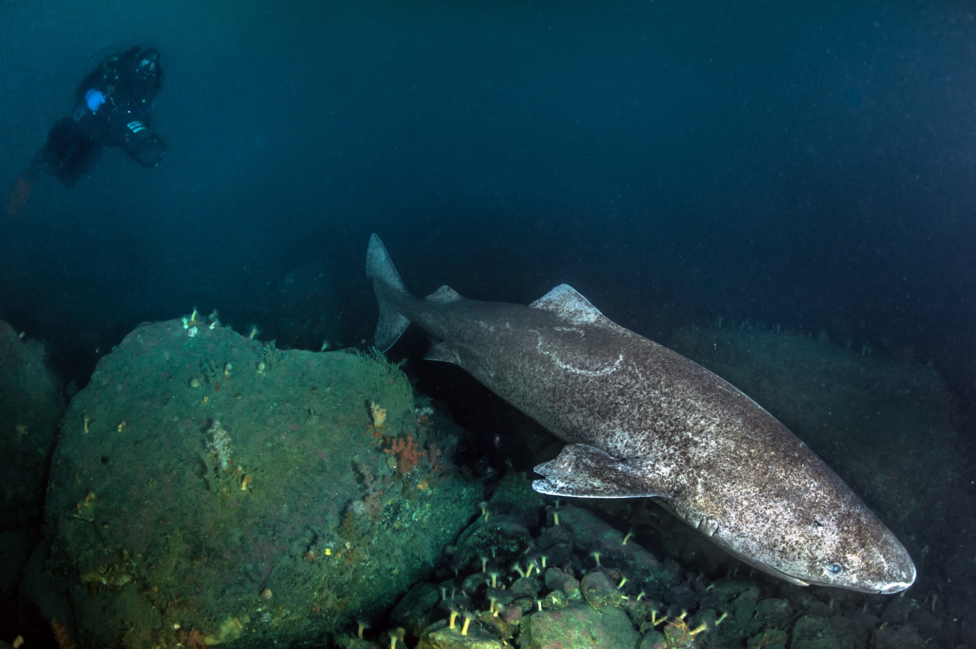 Finistère : un requin du Groenland observé, une première dans la région