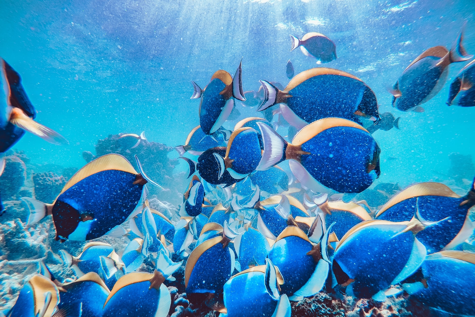 Environnement : pourquoi les poissons devraient se méfier de certains ...