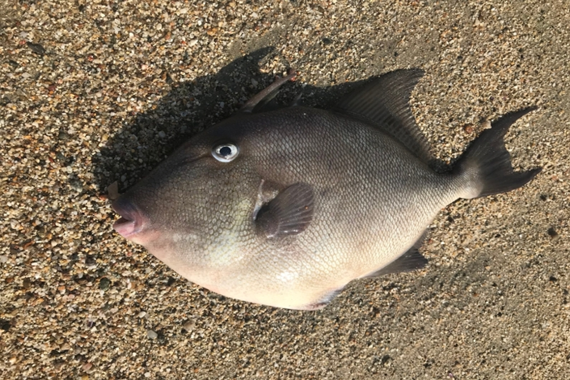 Dents De Poisson Baliste