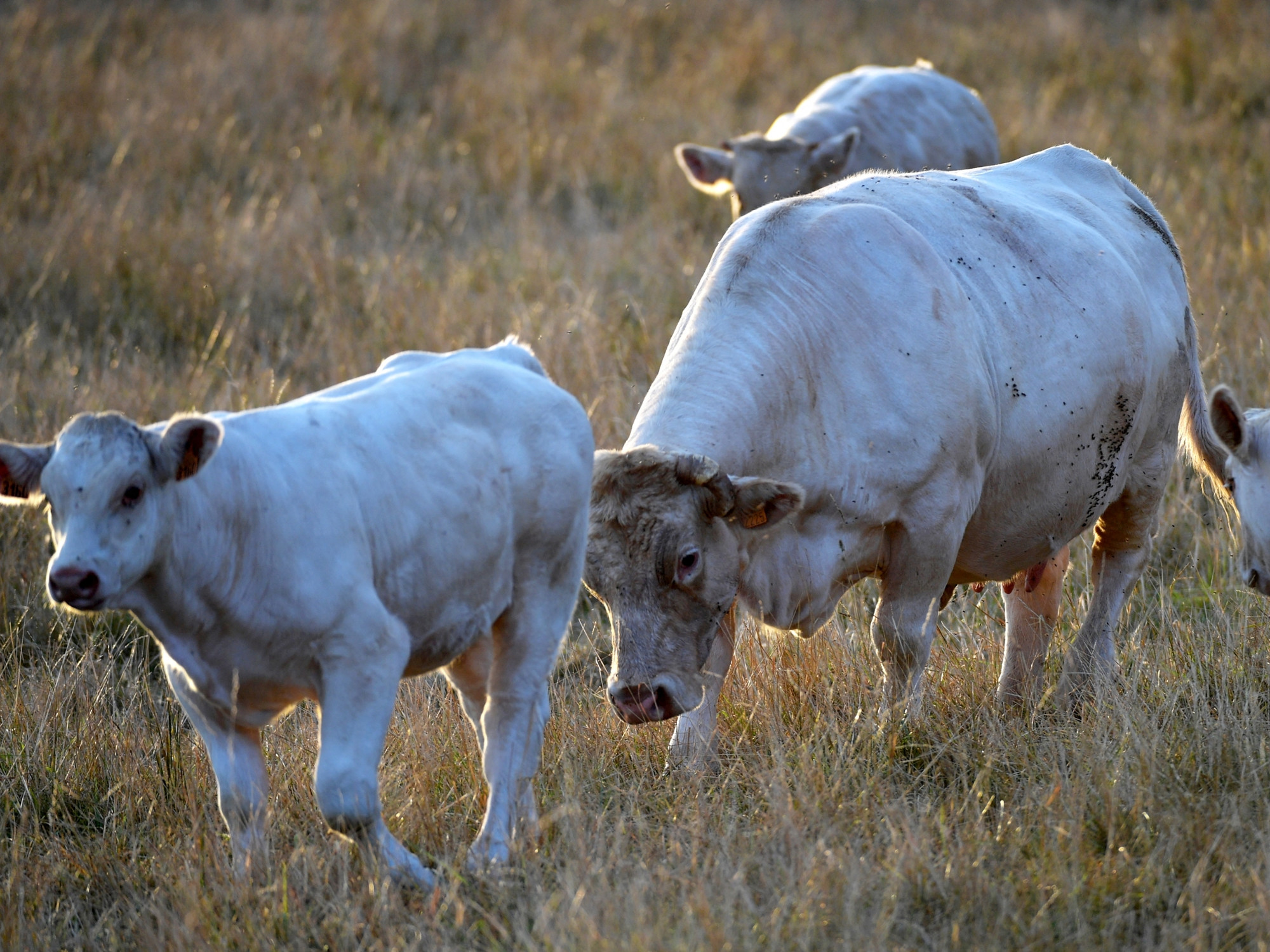 Pourquoi les vaches sont toujours parallèles dans les champs
