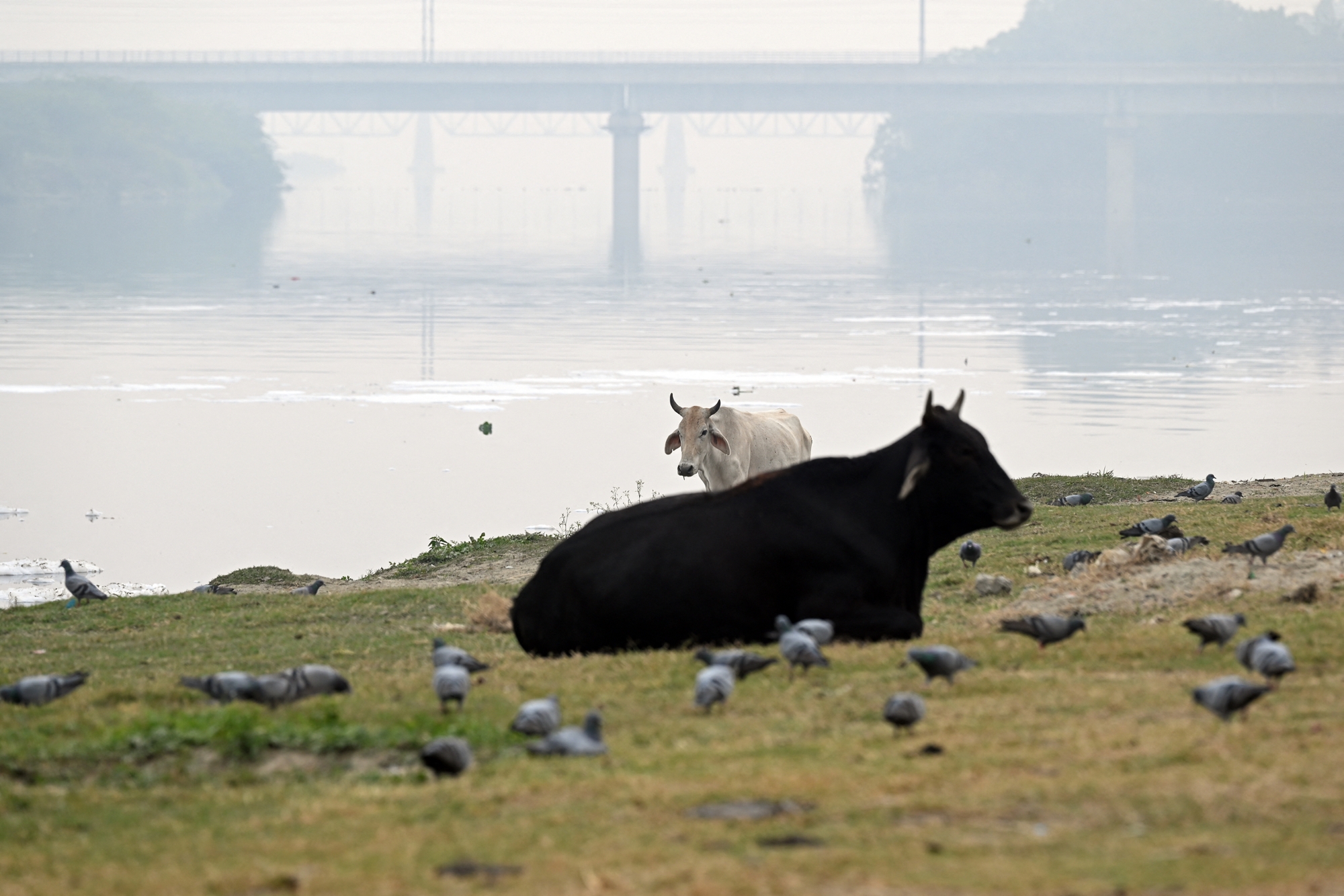 Pourquoi les vaches sont-elles sacrées en Inde