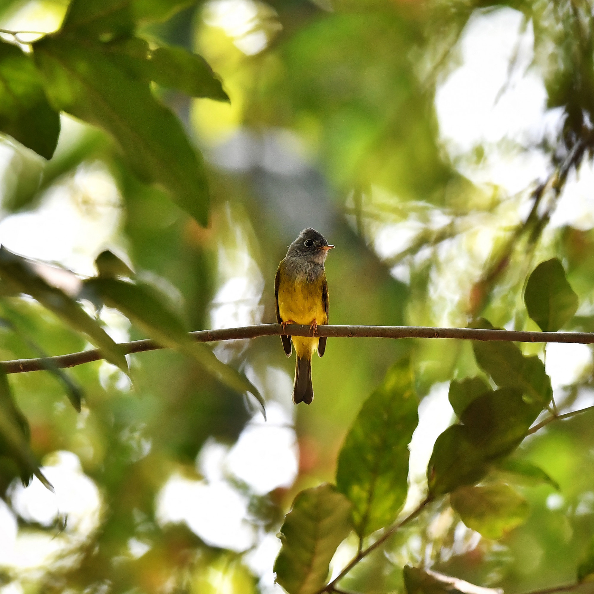 Quelle est l'origine du canari et comment en prendre soin