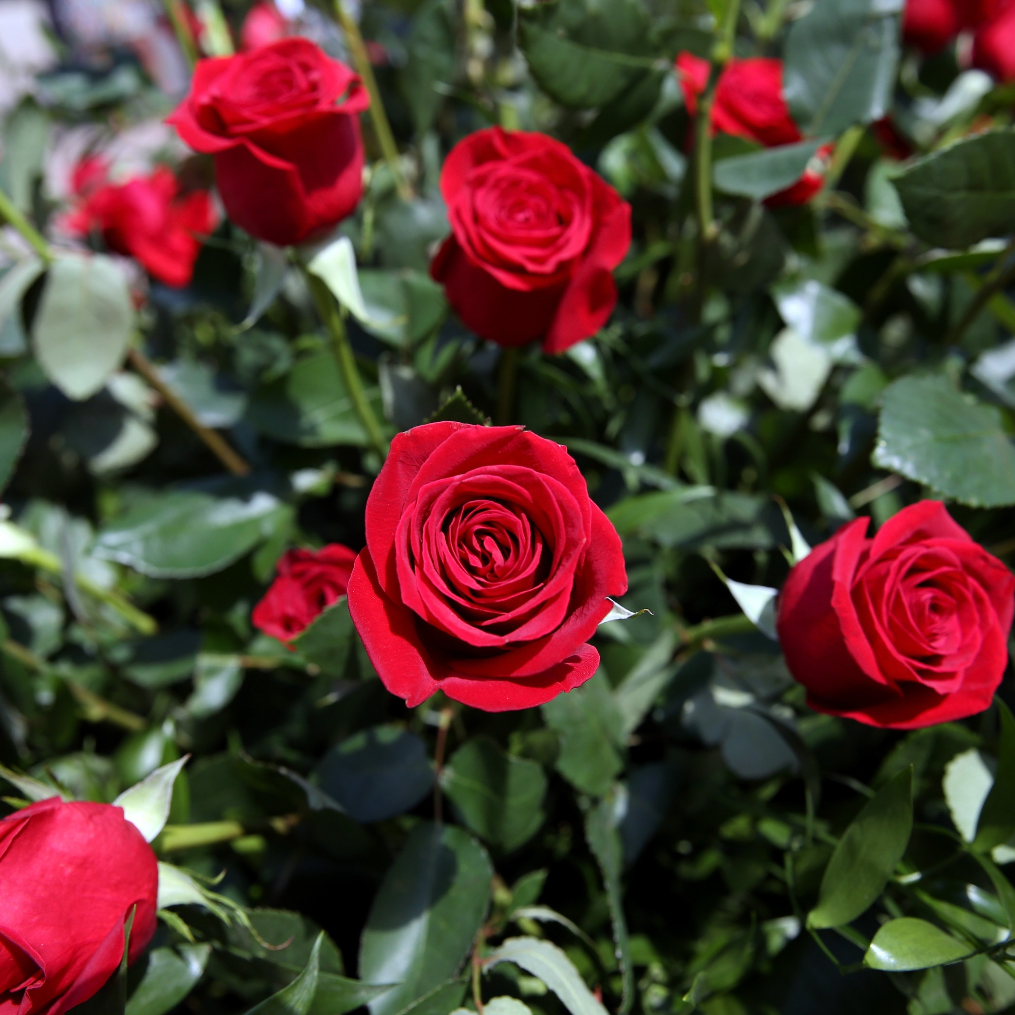 Fête des mères : d'où vient cette tradition de célébrer les mamans
