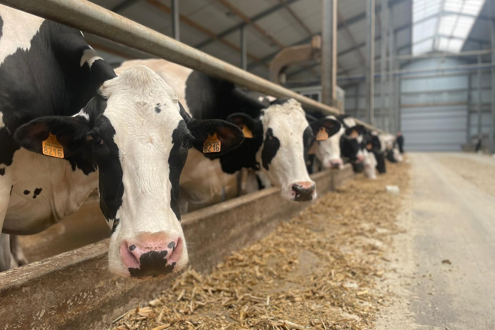 Comment les bouses de vache peuvent-elles être transformées en énergie