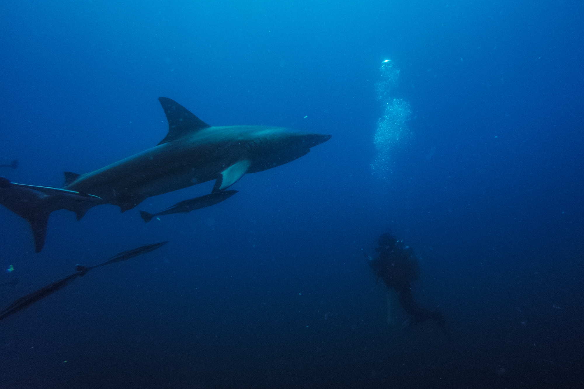 VIDÉO - Espagne : au bord d'une plage d'Alicante, un requin bleu sème ...