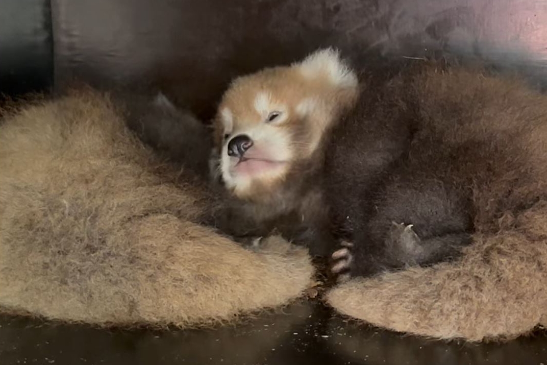 VIDÉO - Deux adorables bébés pandas roux sont nés au parc Bio-Topia de ...