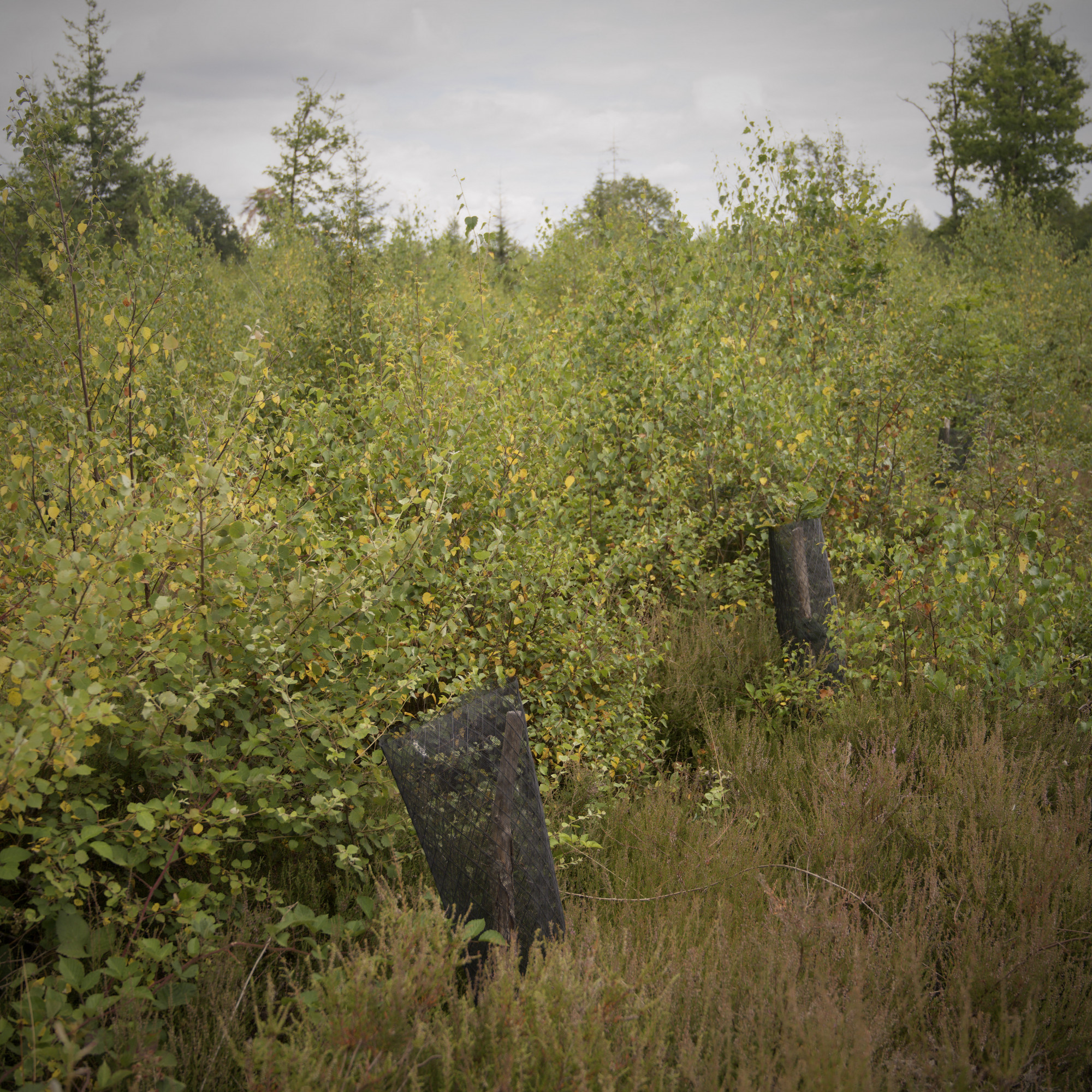 Réchauffement climatique : certains arbres commencent à bourgeonner en ...