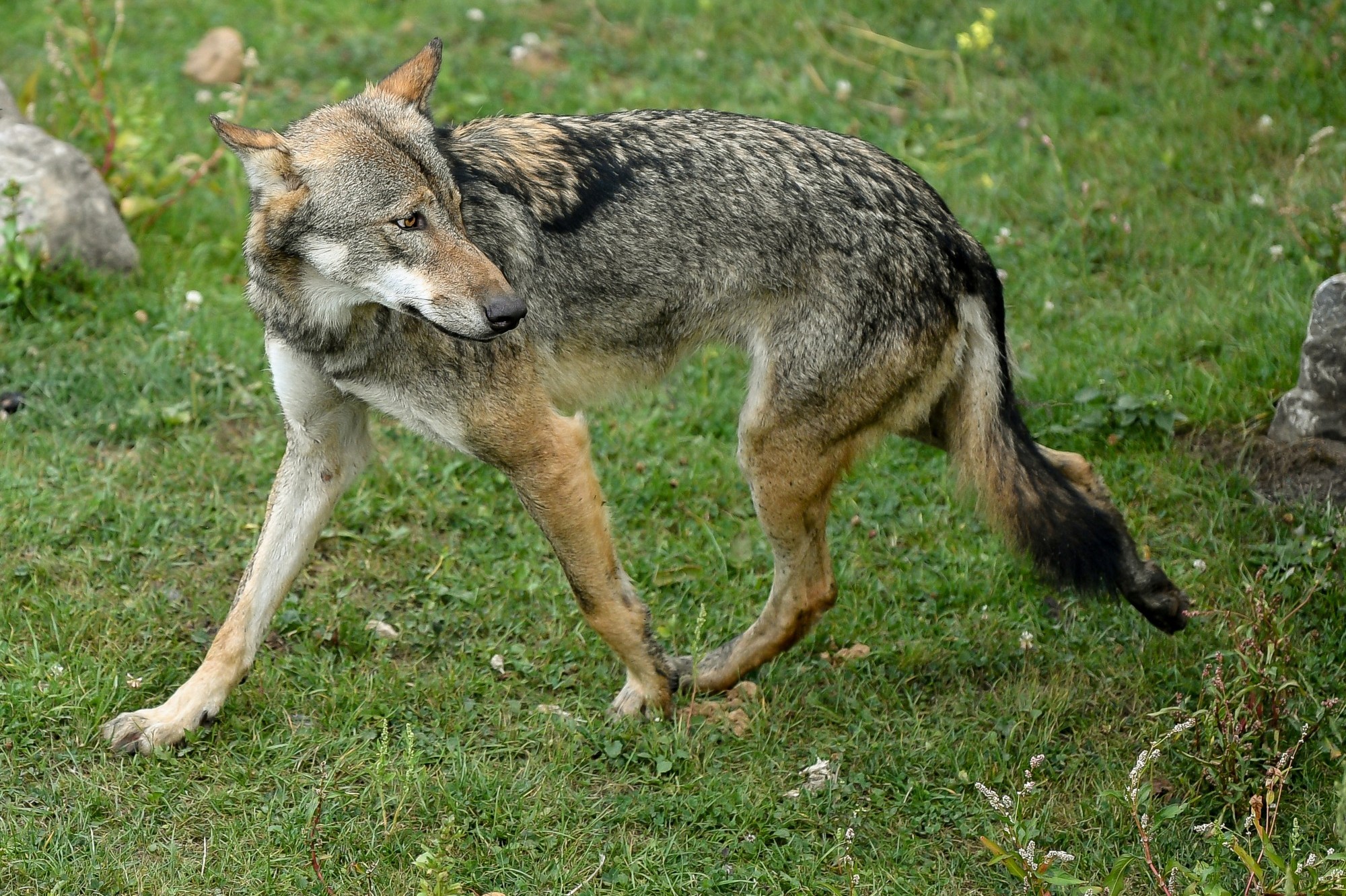 "Loup terrible" : des scientifiques ont-ils recréé une espèce disparue ...