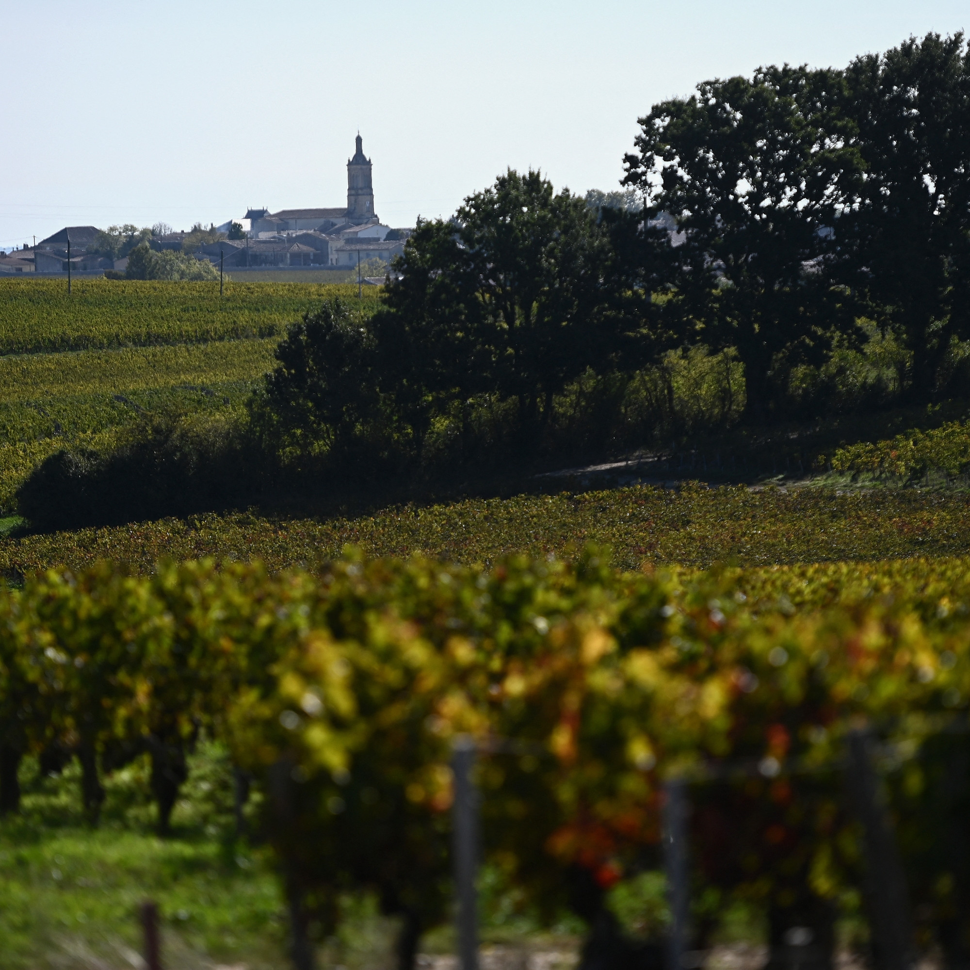 Médoc : un viticulteur fait condamner deux négociants pour des prix ...