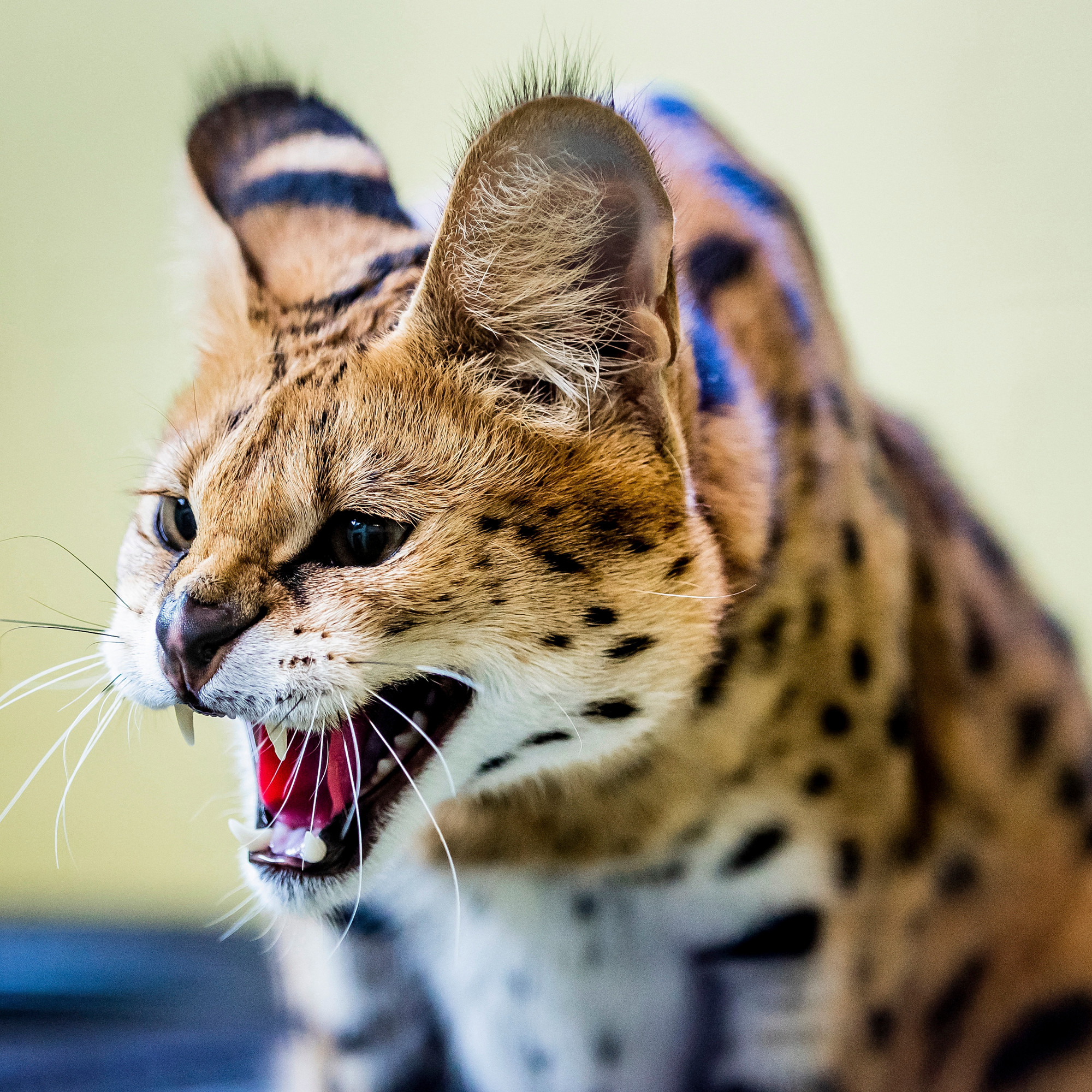 Le serval, au coeur d'un trafic d'animaux sauvages en France