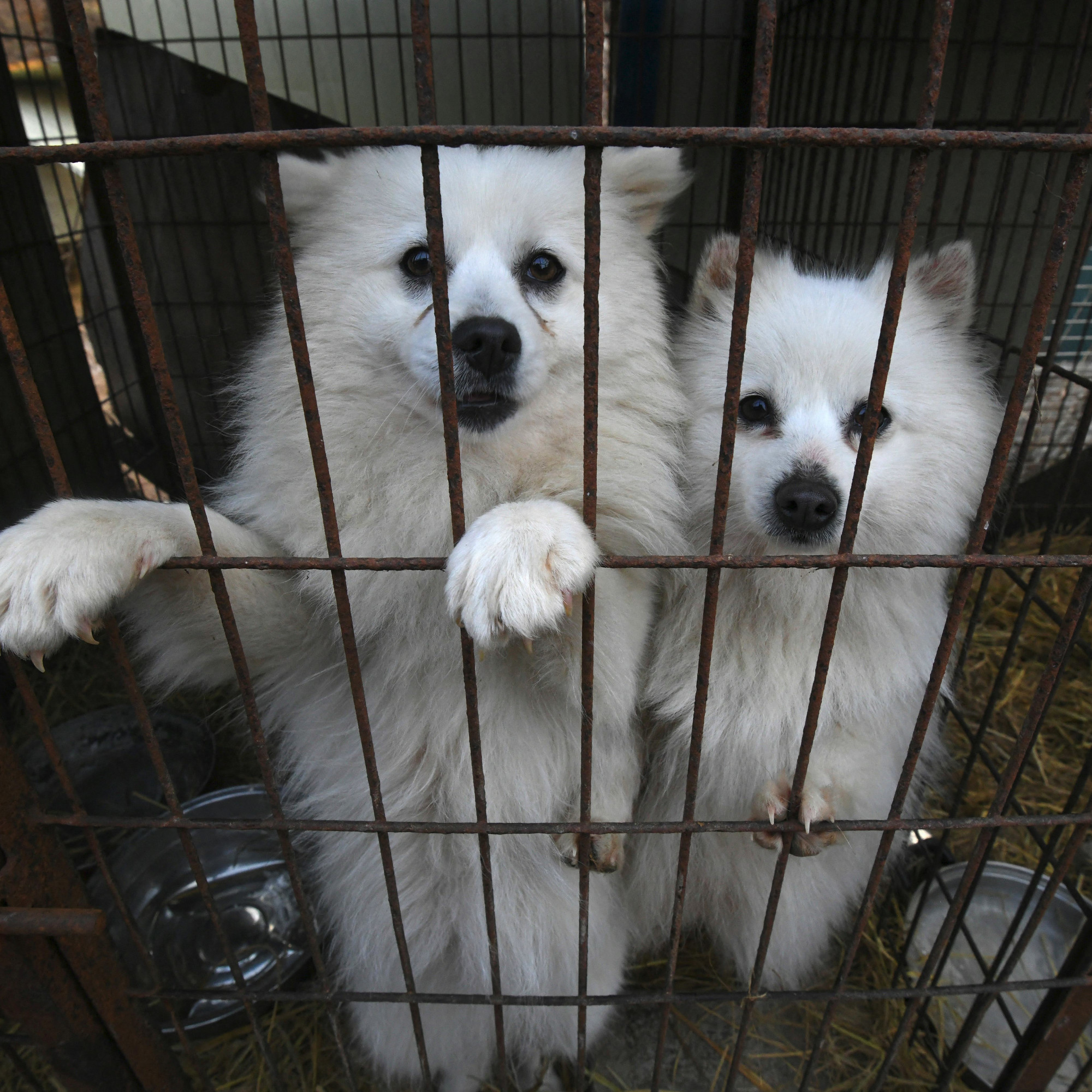Chiens Maltraités Par Les Animaux En Cage