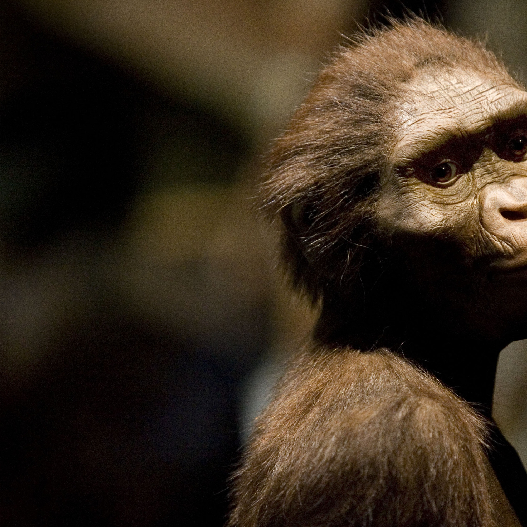Lucy : 50 ans après sa découverte, comment cette australopithèque a-t ...