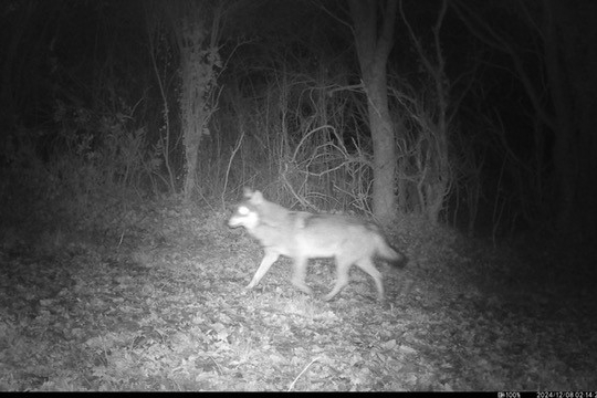 Maine-et-Loire : un loup formellement identifié pour la première depuis ...