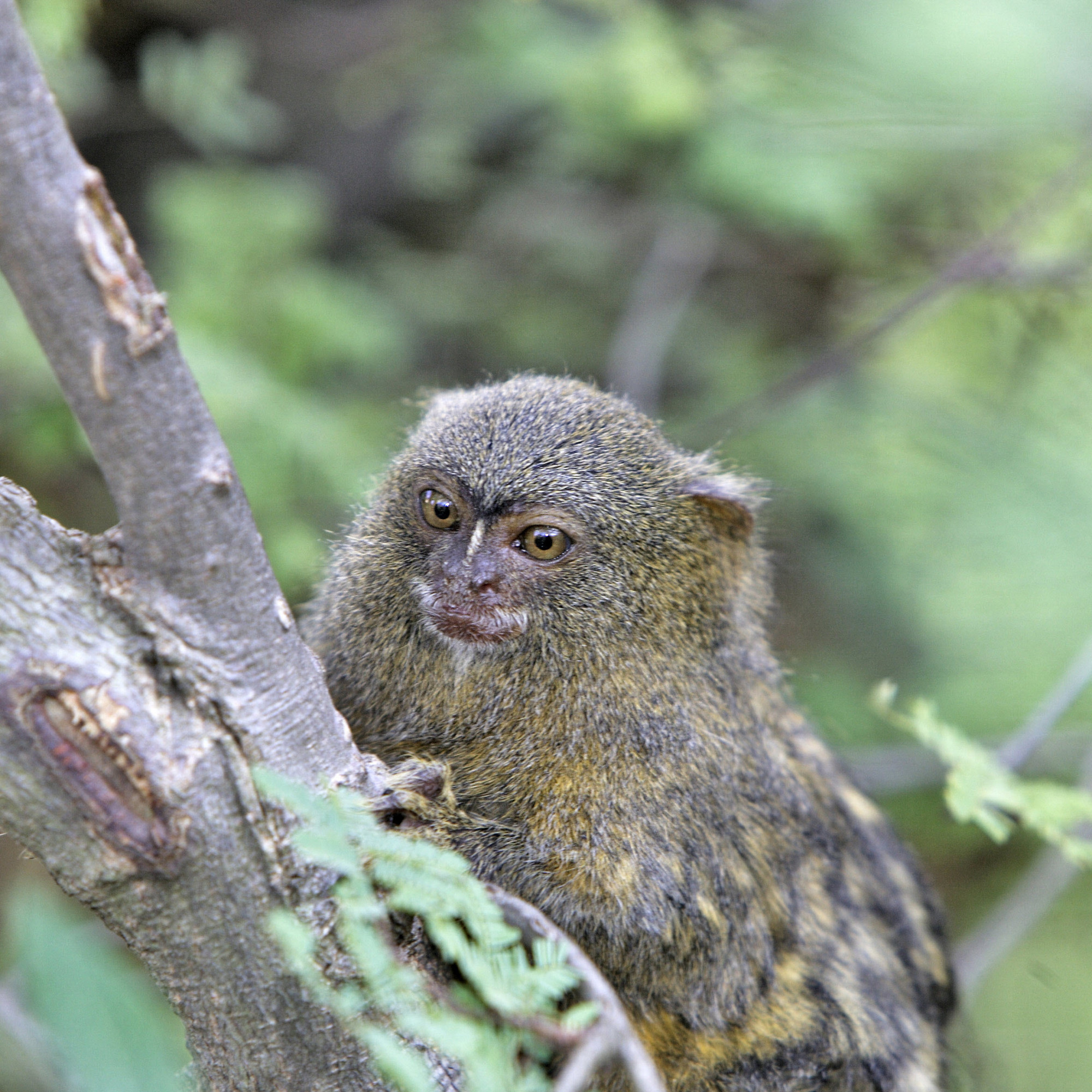 Bas-Rhin : des singes s'évadent, après une intrusion dans un laboratoire