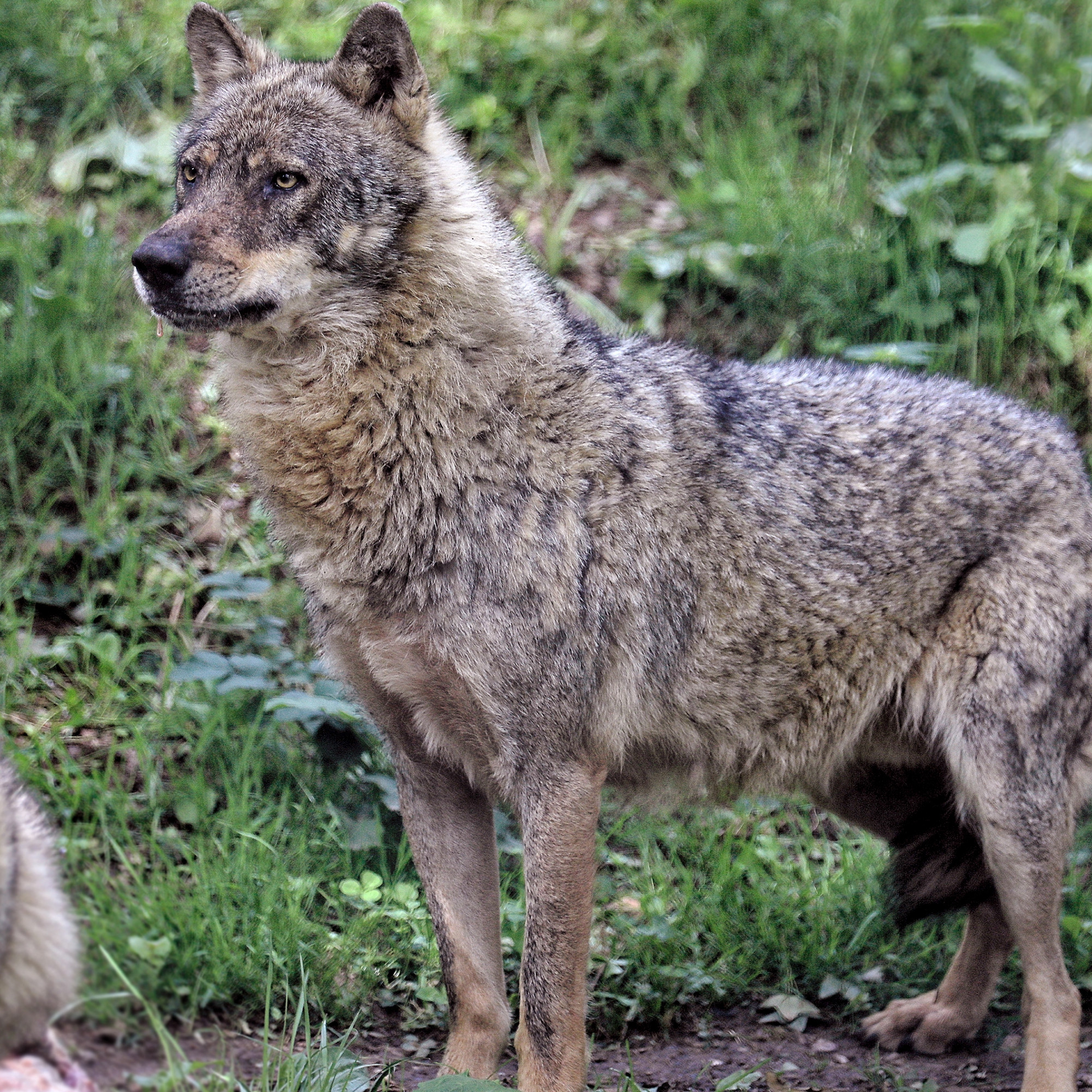 Chien-loup : ce que l’on sait du premier cas d’hybridation découvert en ...