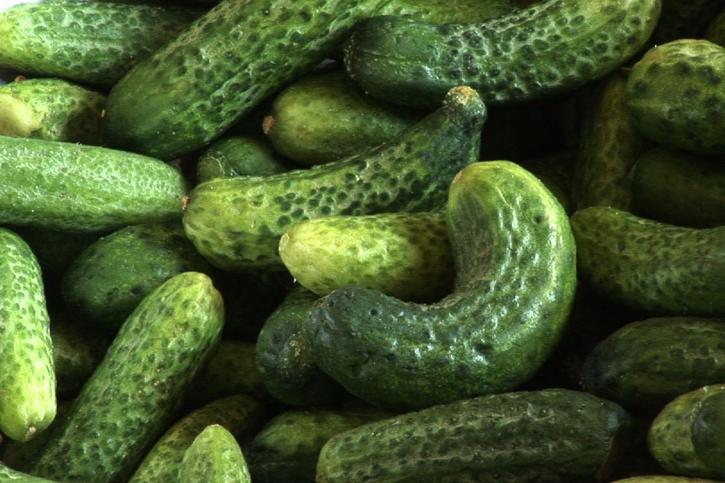 Alimentation : quels sont les bienfaits du cornichon