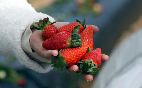 Jardinage : comment multiplier vos fraisiers gratuitement