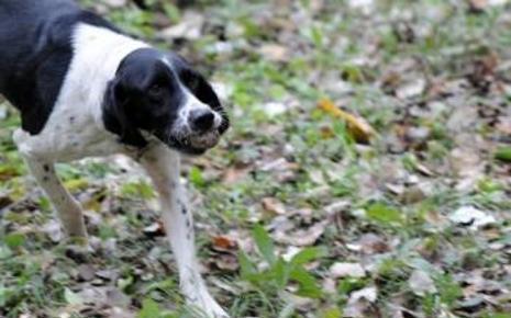 Nos chiens auraient-ils une boussole interne
