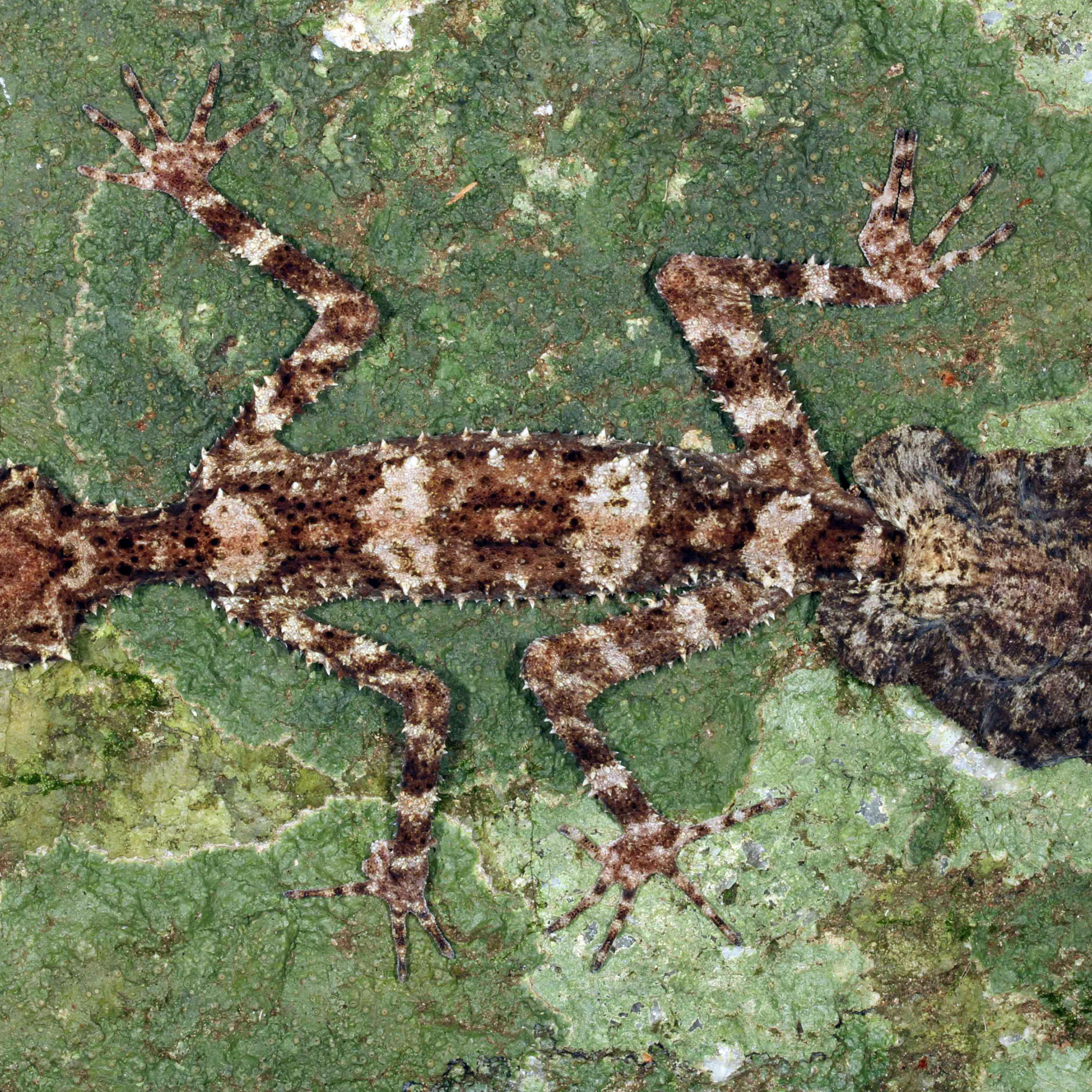 Les nano-structures naturelles dans La Curiosité