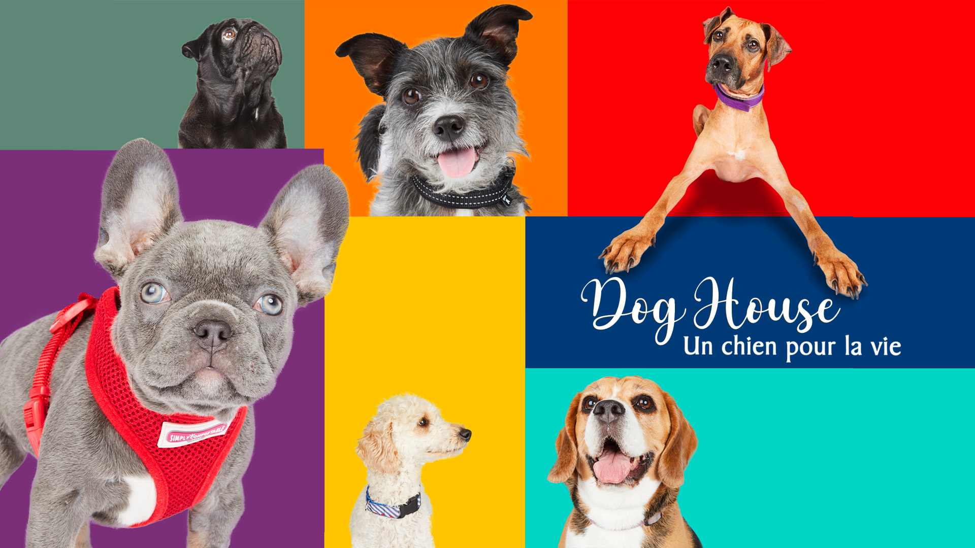 Dog house : un chien pour la vie sur Gulli
