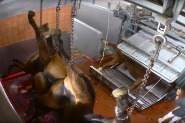 Toute l'actualité abattoir
